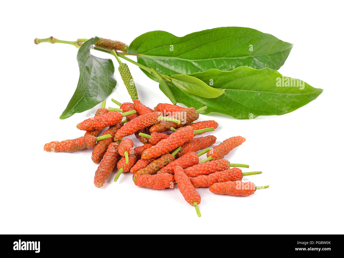 Long Pepper isolated on white background Stock Photo - Alamy