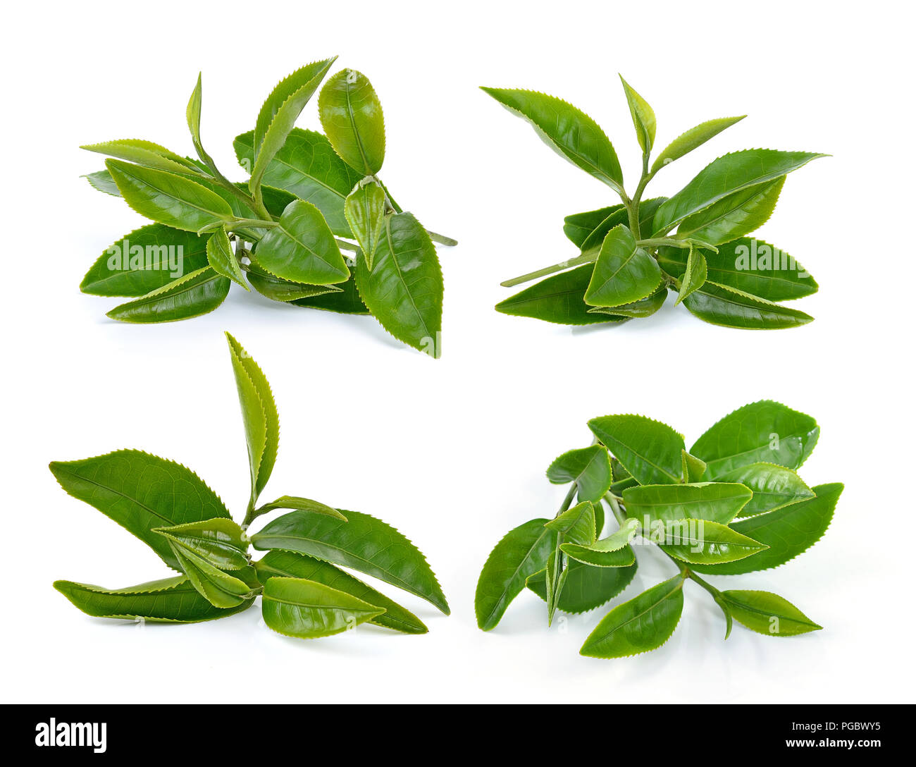 Green tea leaf isolated on white background Stock Photo - Alamy