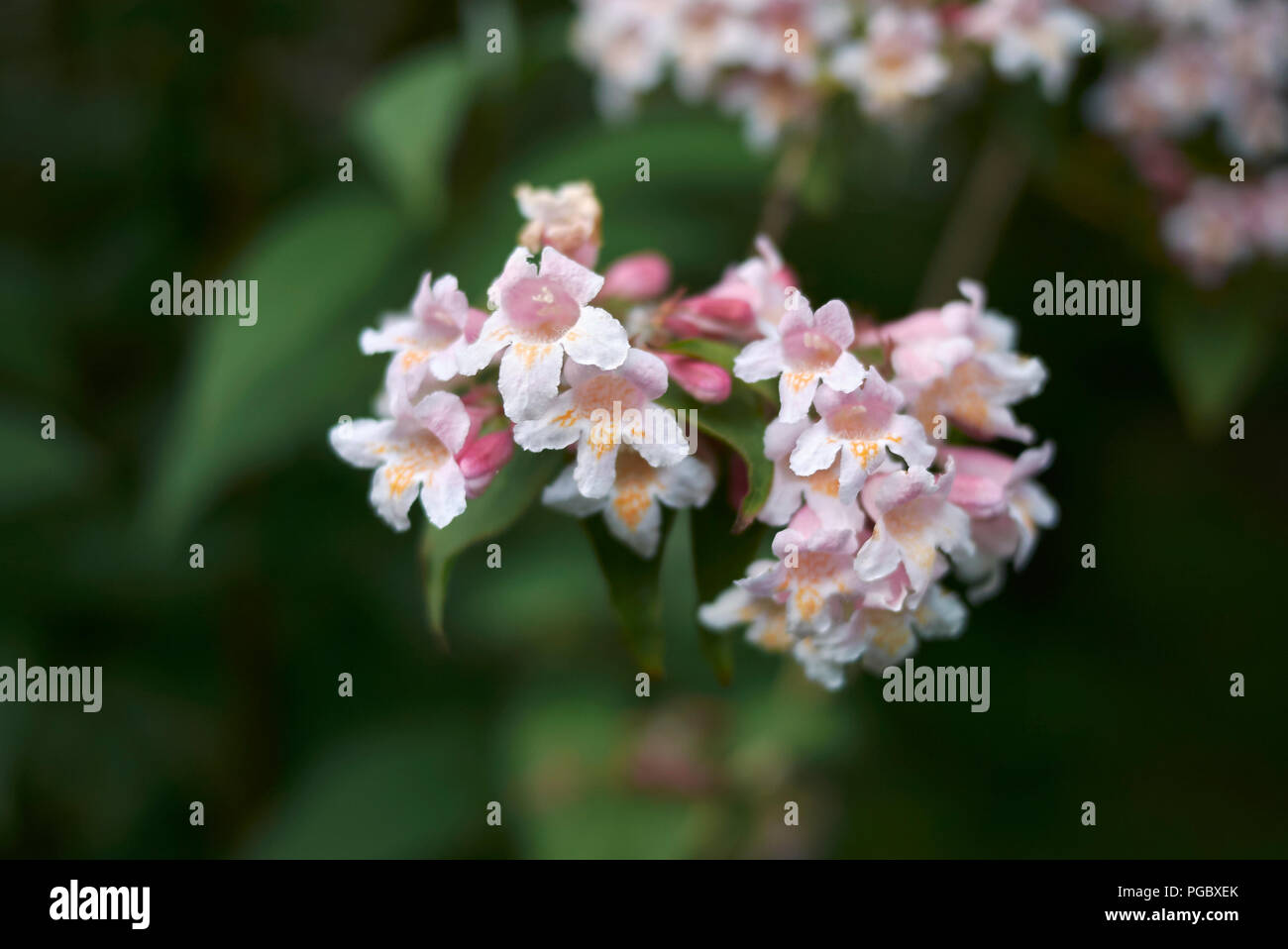 Linnaea amabilis shrub with colorful flowers Stock Photo - Alamy