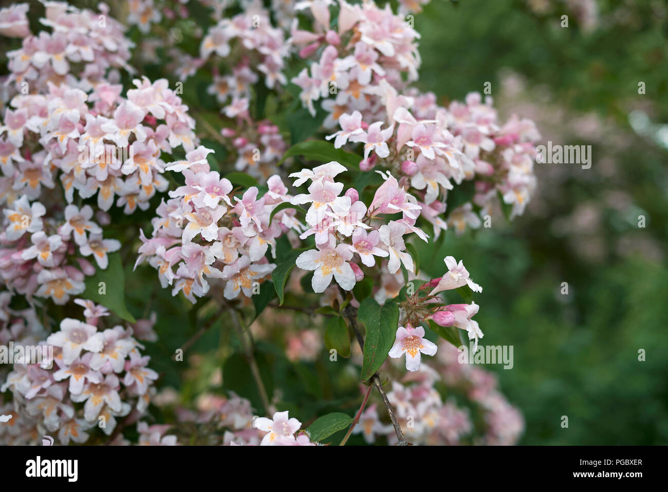Linnaea amabilis shrub with colorful flowers Stock Photo - Alamy