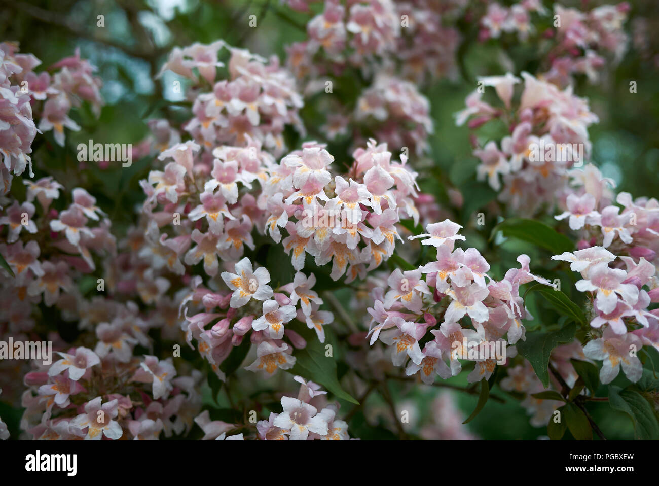 Linnaea amabilis hi-res stock photography and images - Alamy