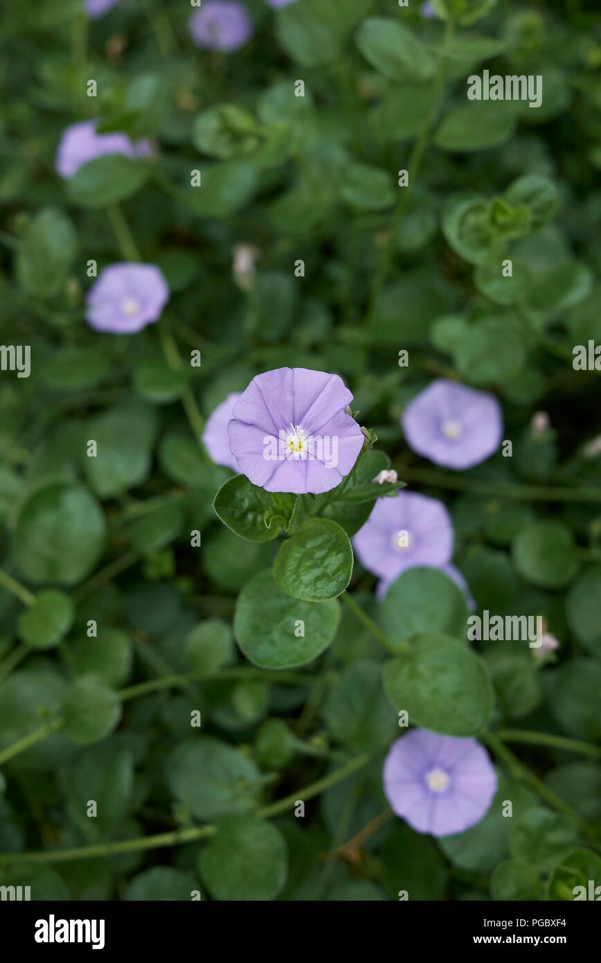 Flowers rock bindweed convolvulus sabatius hi-res stock photography and ...