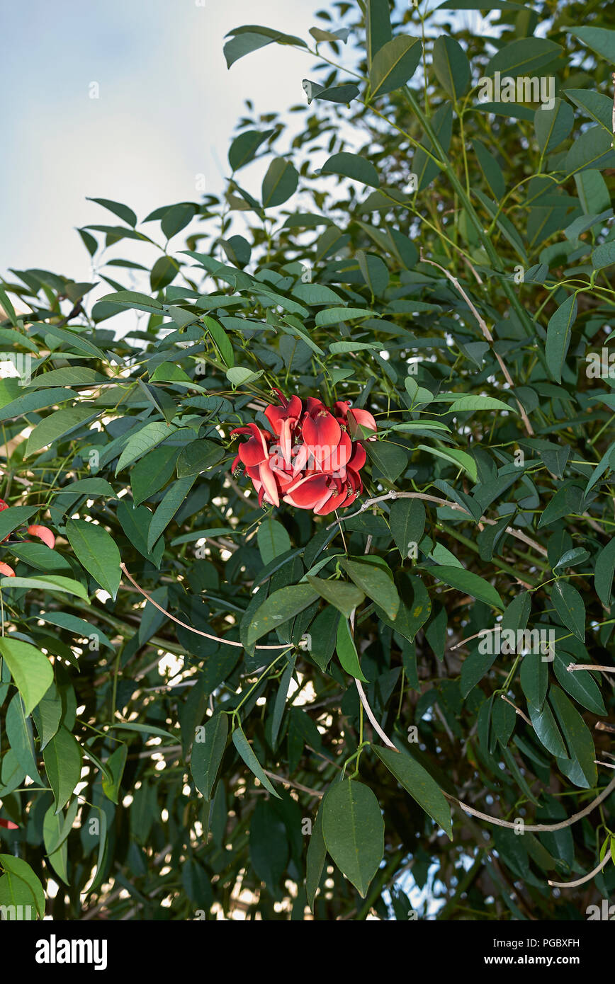 Cockspur coral tree erythrina crista galli hi-res stock photography and ...