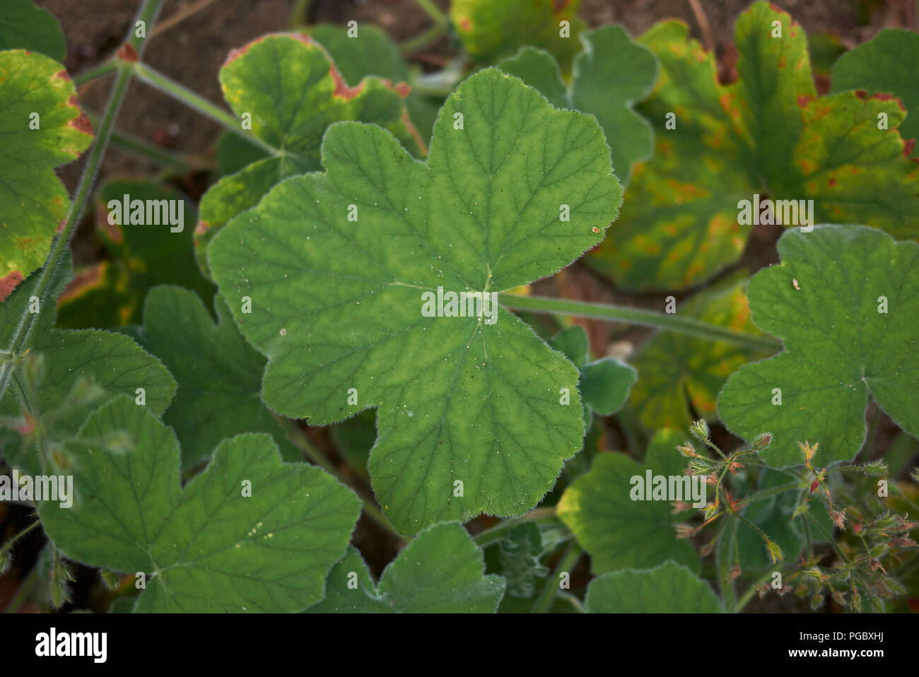 Pelargonium tomentosum hi-res stock photography and images - Alamy