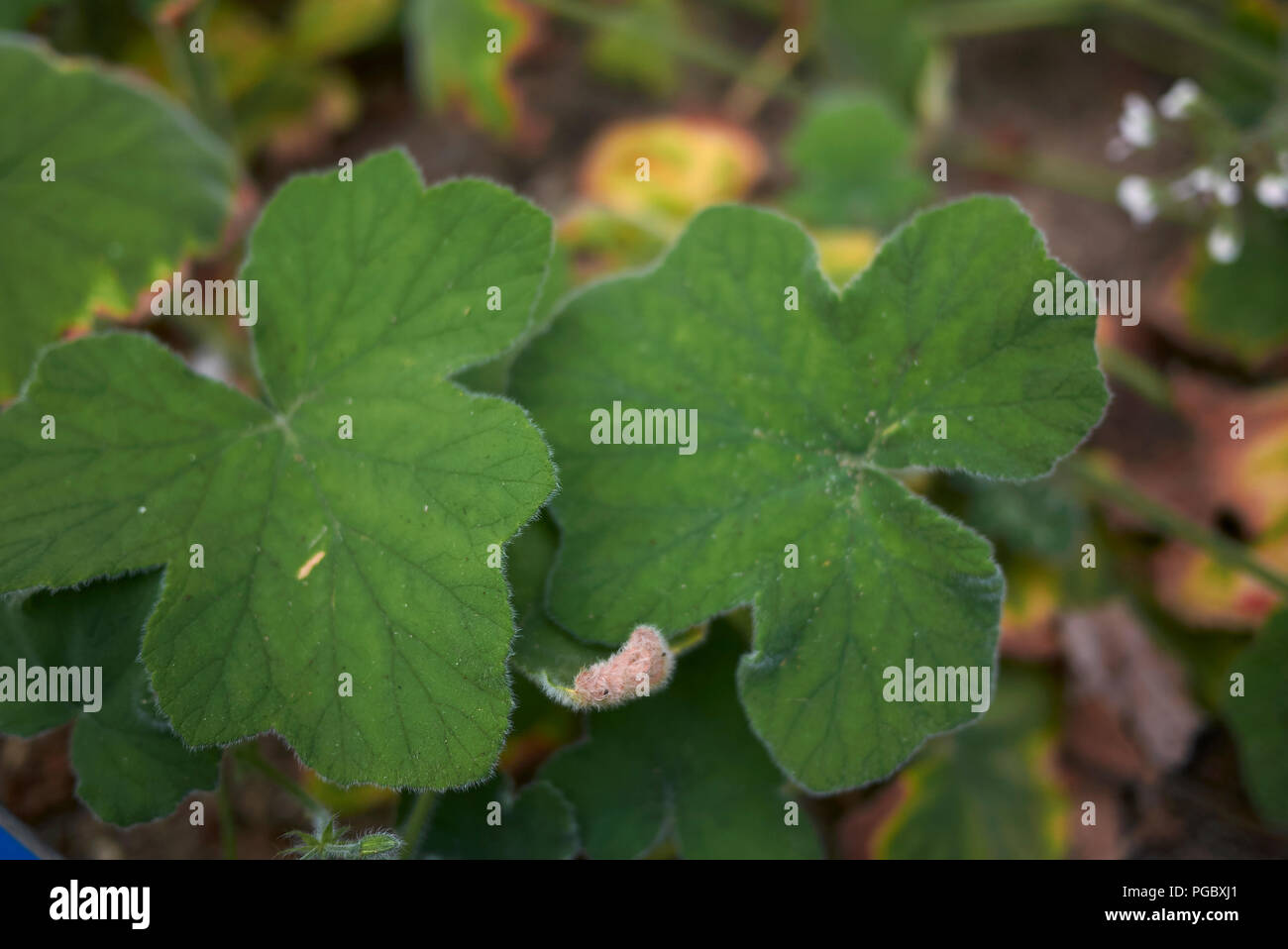 Pelargonium tomentosum hi-res stock photography and images - Alamy