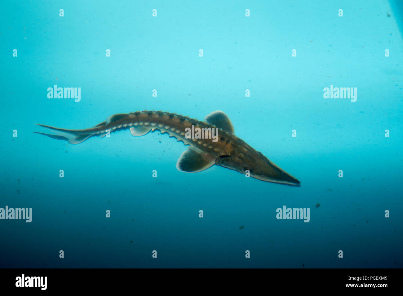 Breeding station hi-res stock photography and images - Alamy