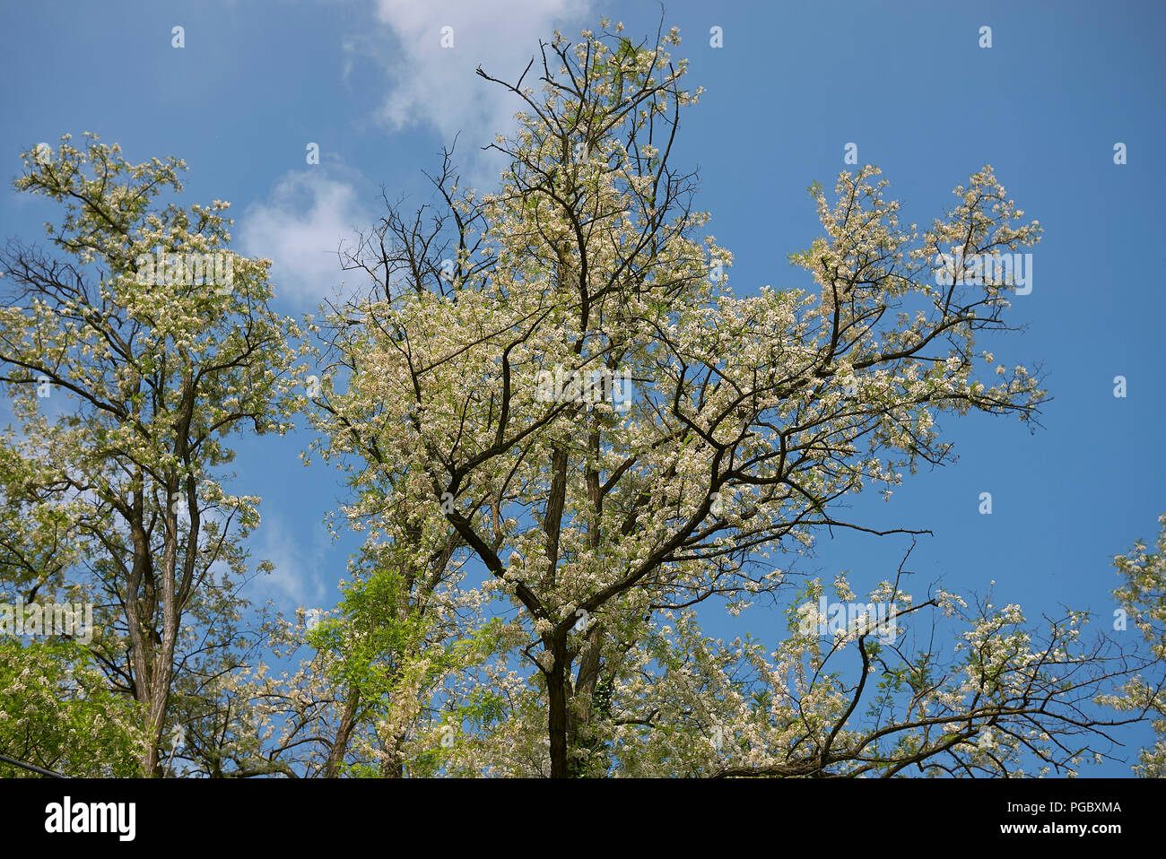 Trunk black locust robinia hi-res stock photography and images - Alamy