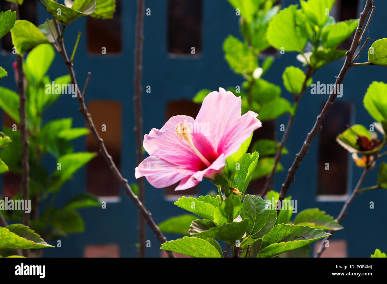 A pink hibiscus flower on a plant with vibrant green leaves Stock Photo ...