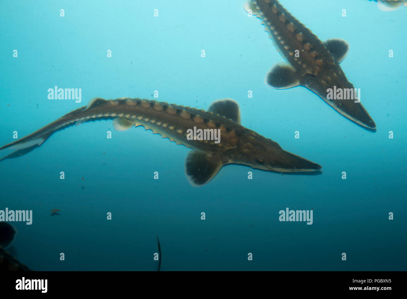 Breeding station hi-res stock photography and images - Alamy