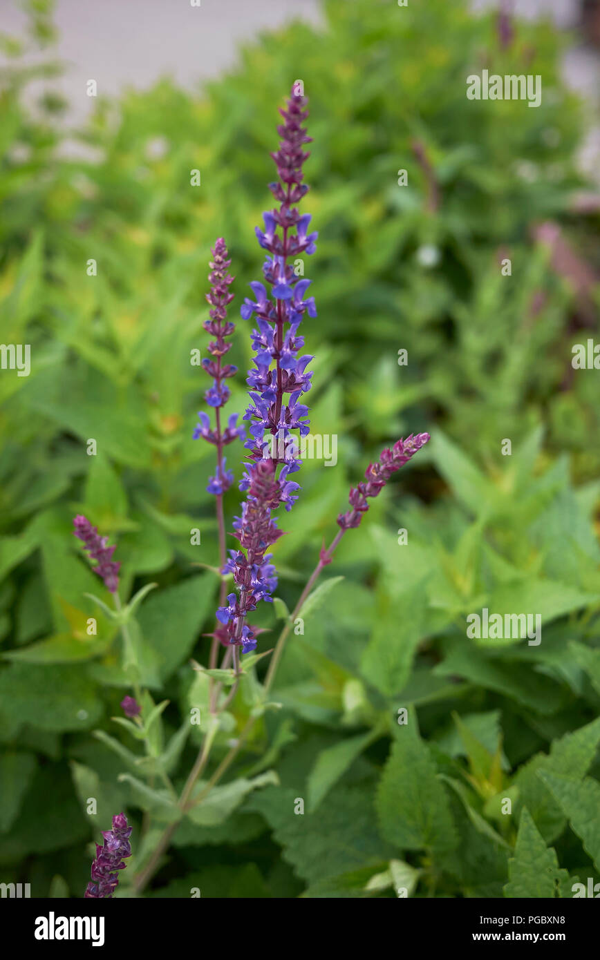Inflorescence Sage Salvia High Resolution Stock Photography and Images ...