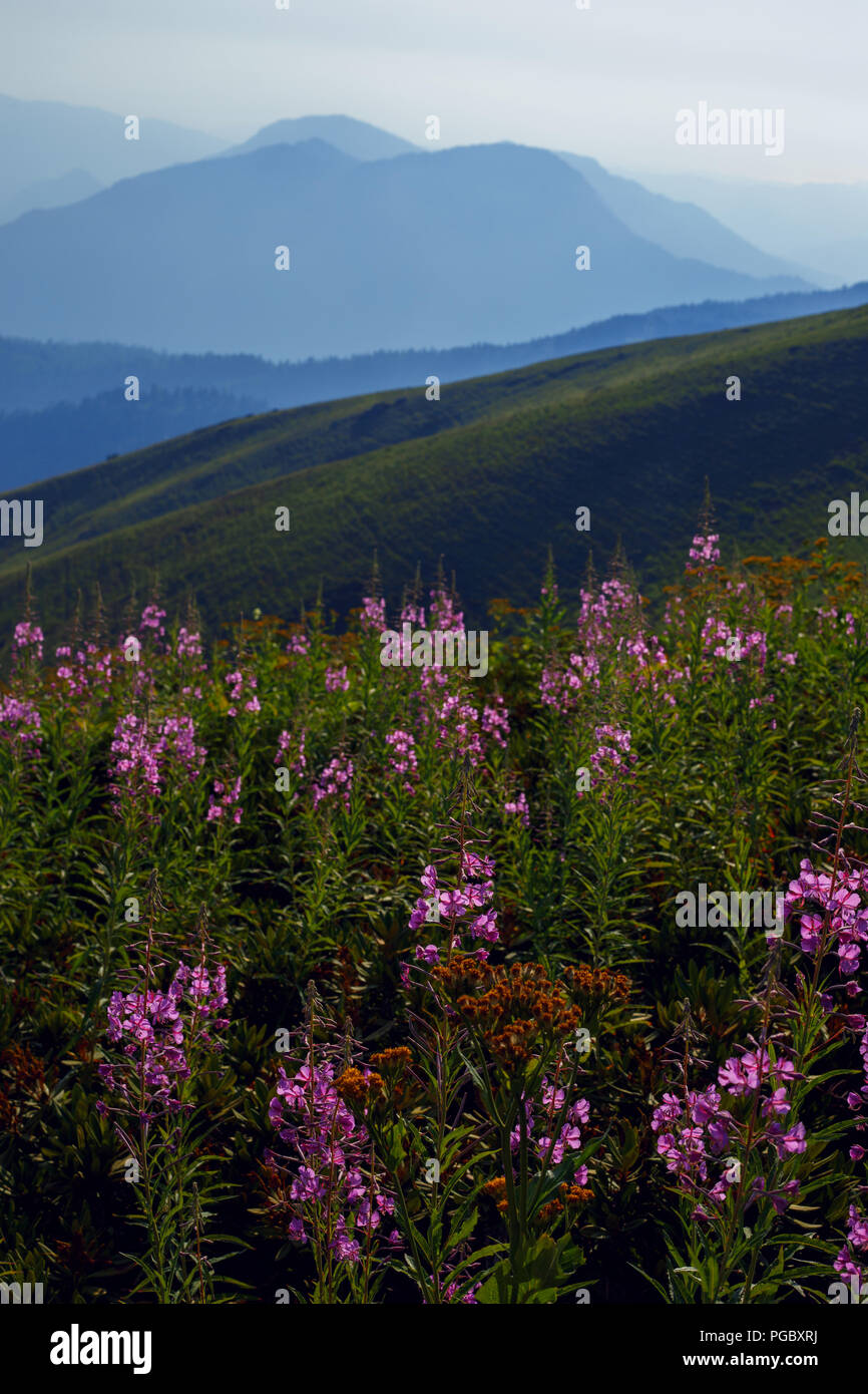 Roza Khutor Plateau Summer Alpine Ski Resort Landscape, Sochi, Russia ...