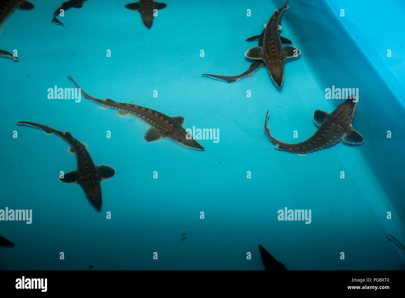 Sturgeons acipenseridae hi-res stock photography and images - Alamy