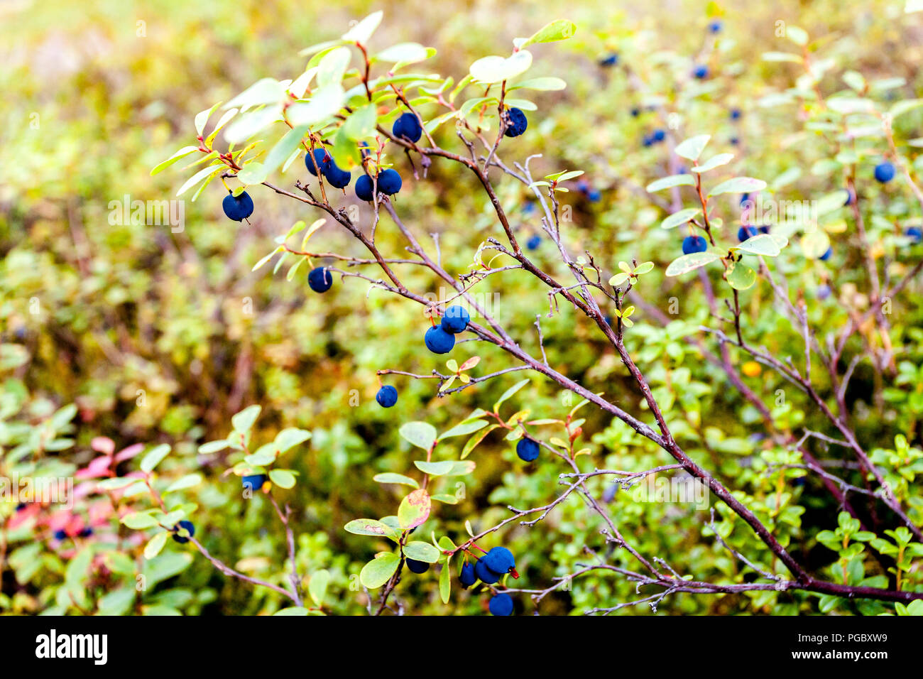 Arctic blueberry hi-res stock photography and images - Alamy