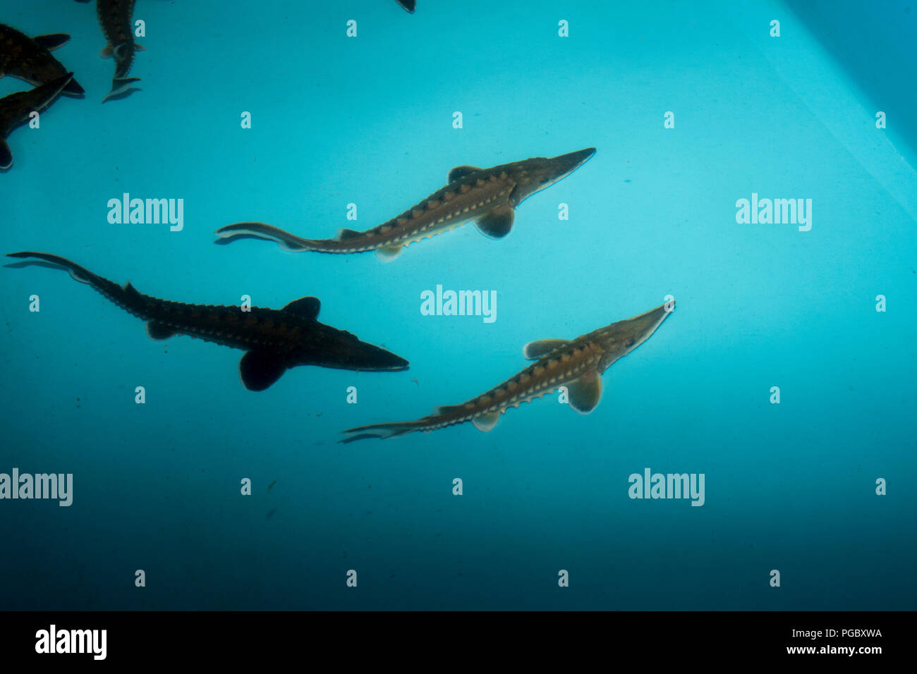 Fish breeding station hi-res stock photography and images - Alamy