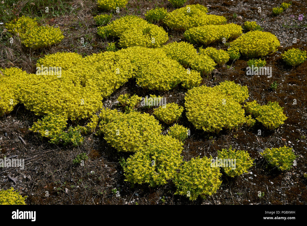 Gold moss sedum hi-res stock photography and images - Alamy