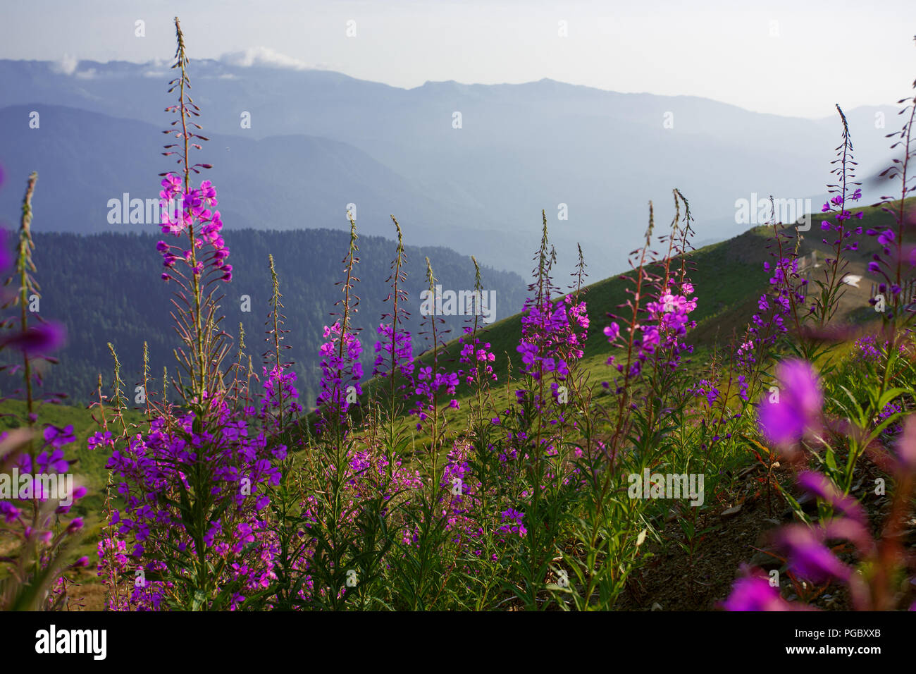 Roza Khutor Plateau Summer Alpine Ski Resort Landscape, Sochi, Russia ...