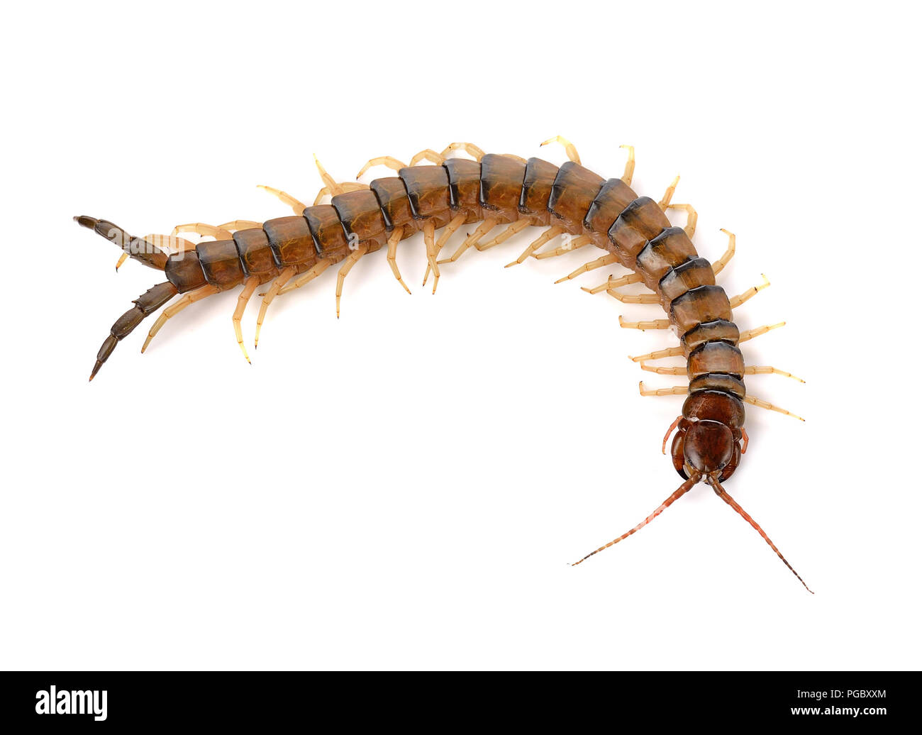centipede on white background Stock Photo - Alamy