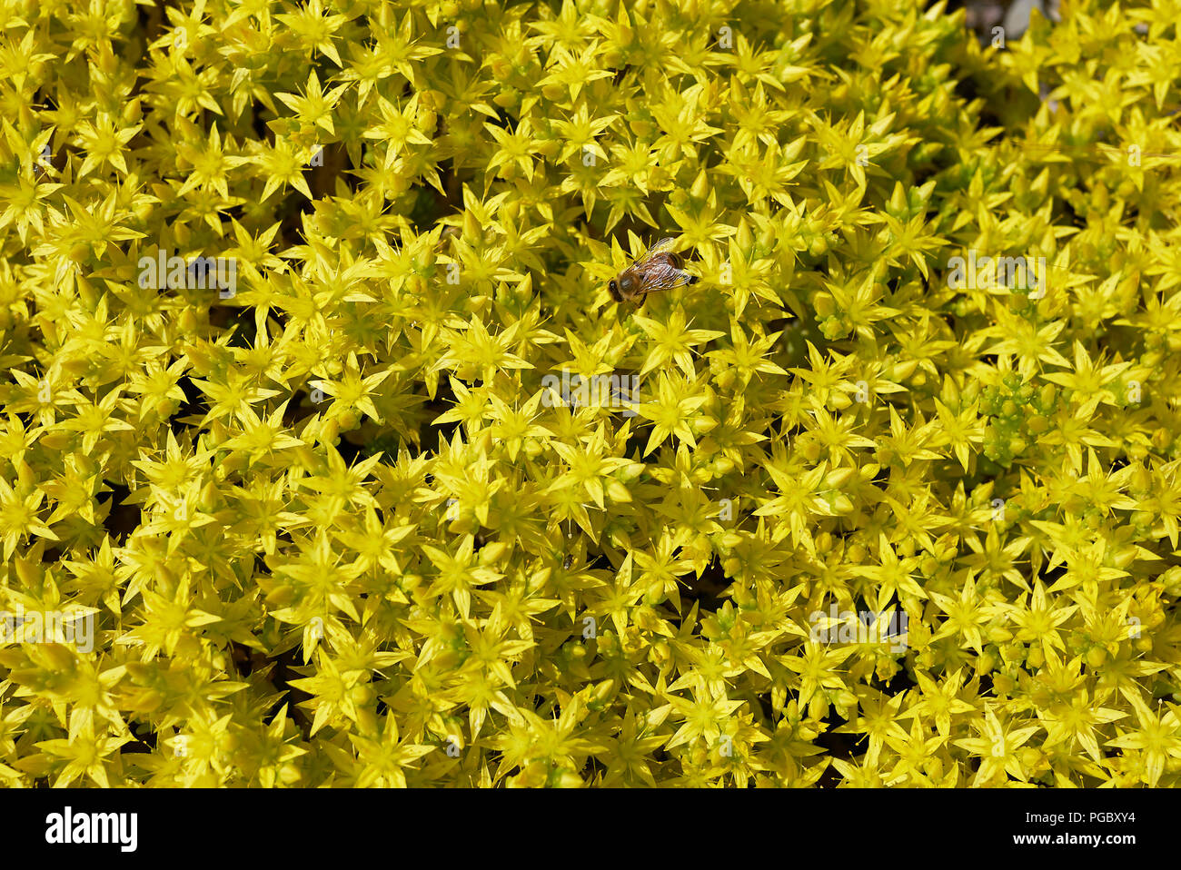Gold moss sedum hi-res stock photography and images - Alamy