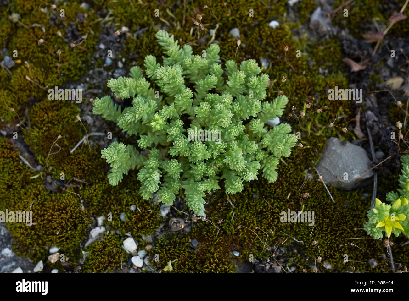 Gold moss sedum hi-res stock photography and images - Alamy