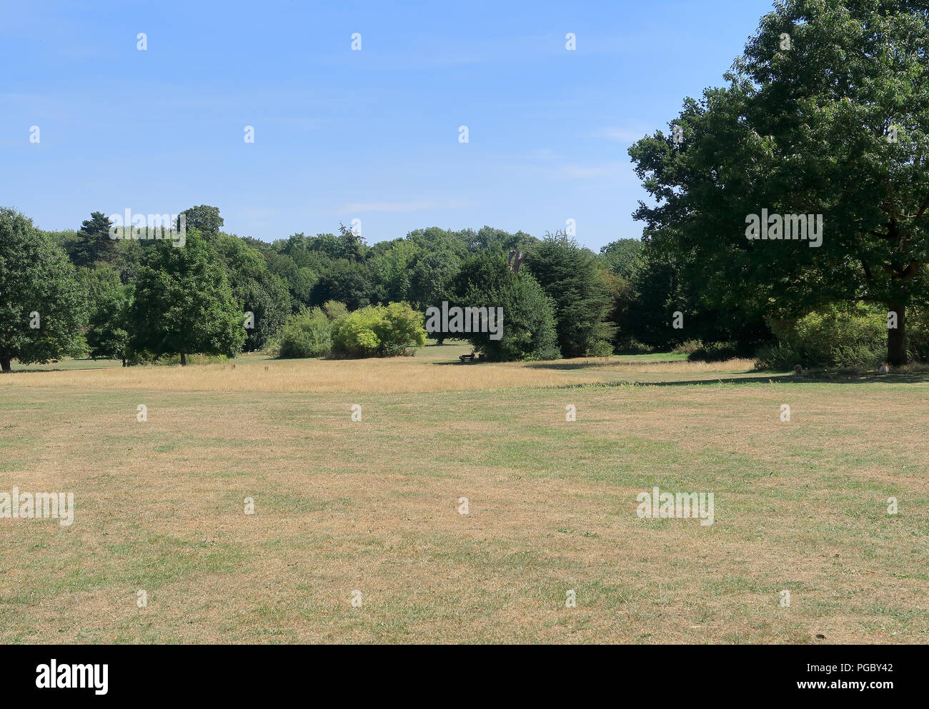 Woodland scene in the countryside of Kent Stock Photo - Alamy