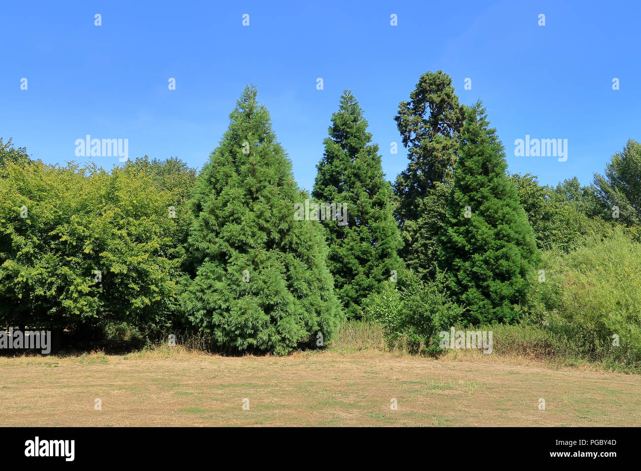 Woodland scene in the countryside of Kent Stock Photo - Alamy
