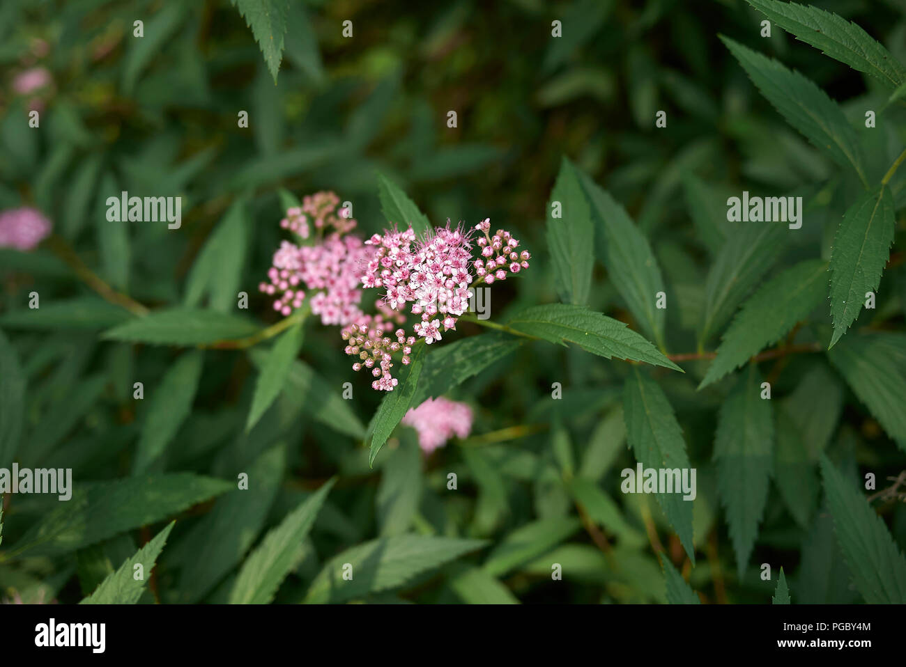 Spiraea japonica bumalda hi-res stock photography and images - Alamy
