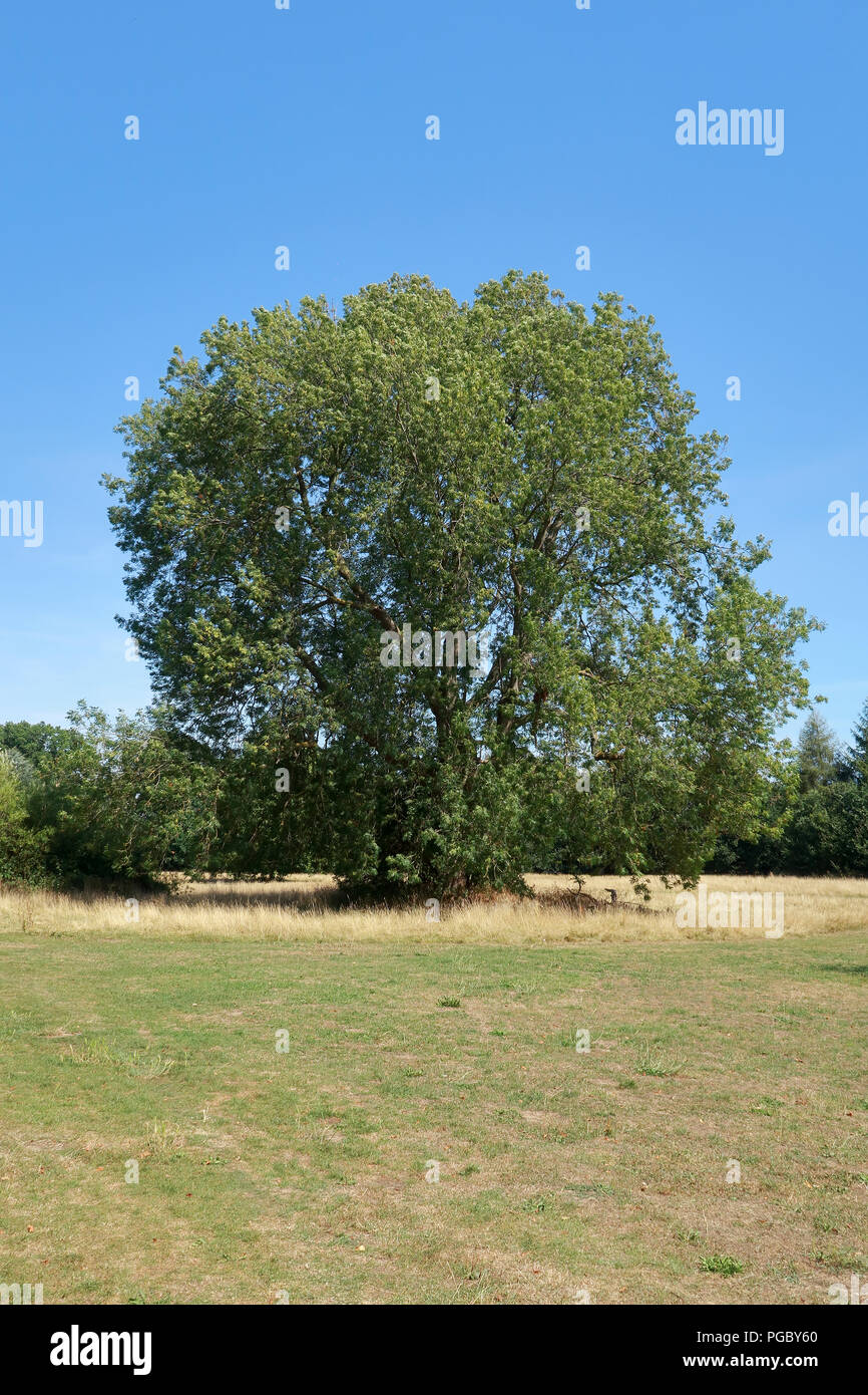 Woodland scene in the countryside of Kent Stock Photo - Alamy