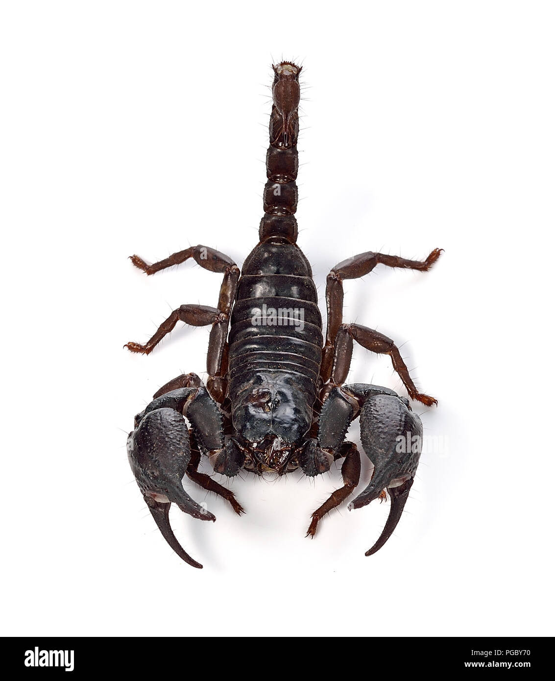 Scorpion of a white background Stock Photo - Alamy