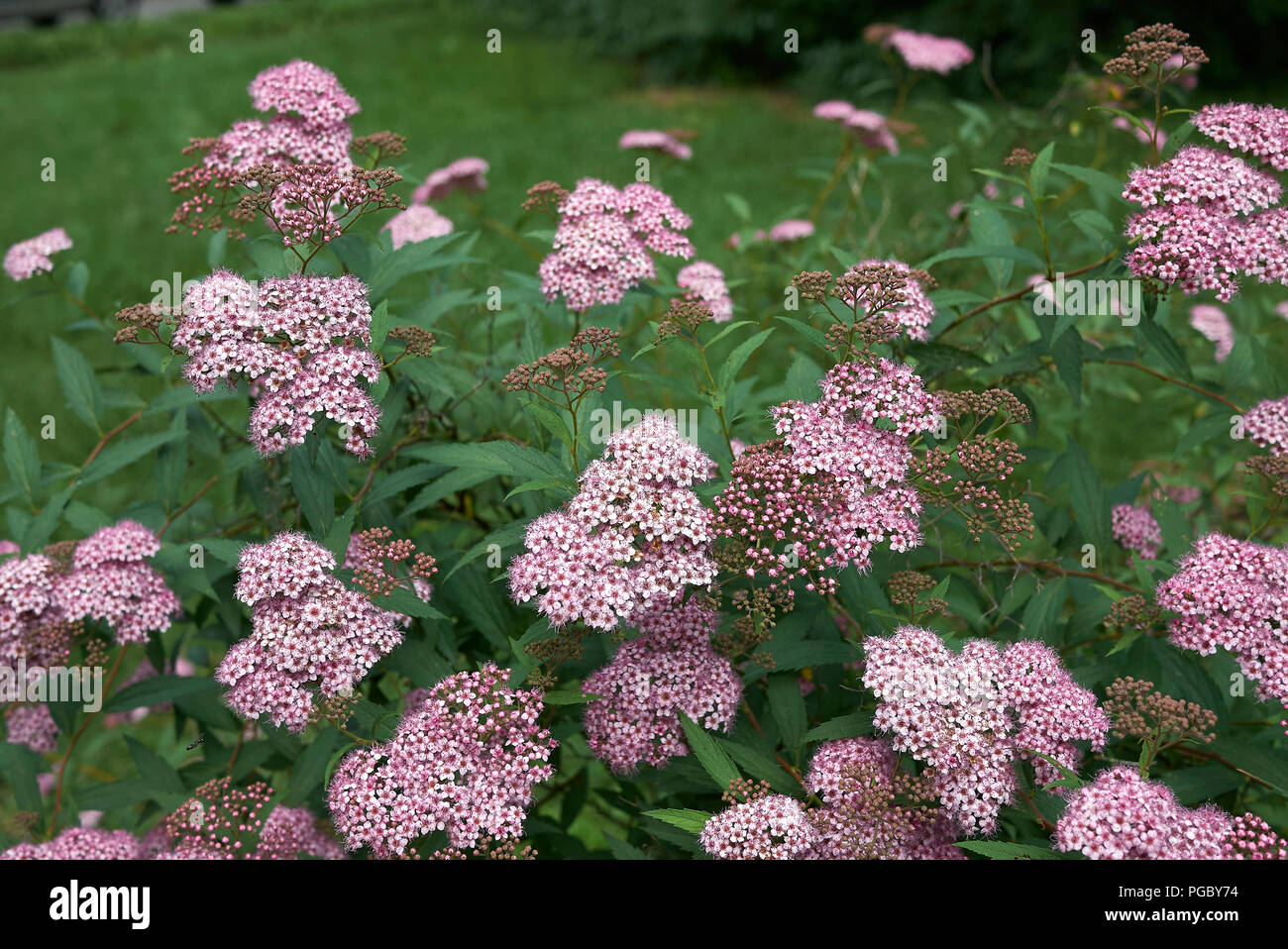 Spiraea japonica bumalda hi-res stock photography and images - Alamy