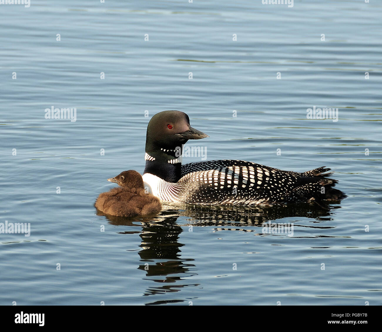 Loon showing bird hi-res stock photography and images - Alamy