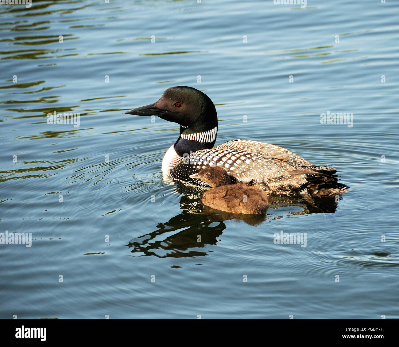 Baby loon in nature hi-res stock photography and images - Alamy