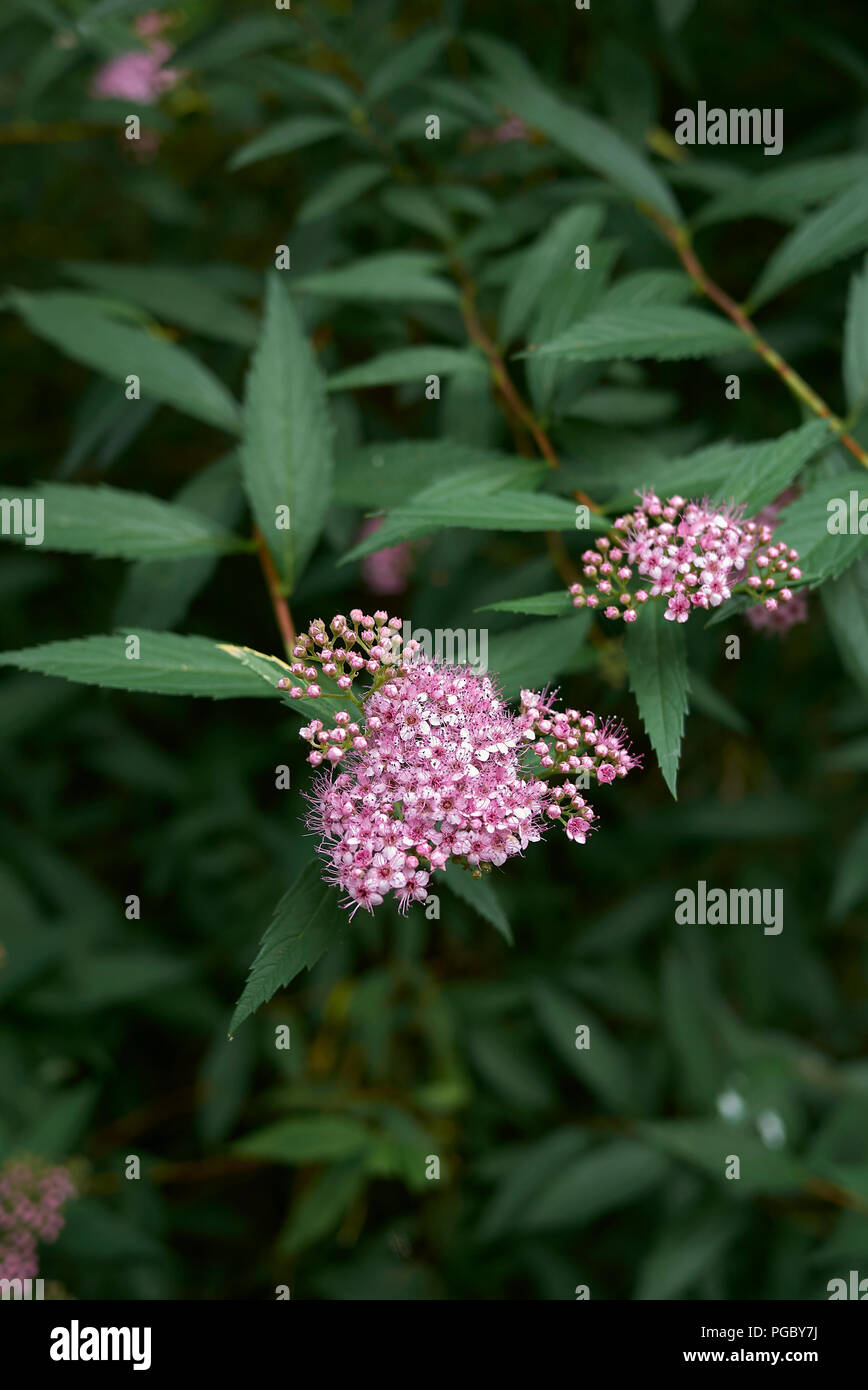 Spiraea japonica bumalda hi-res stock photography and images - Alamy