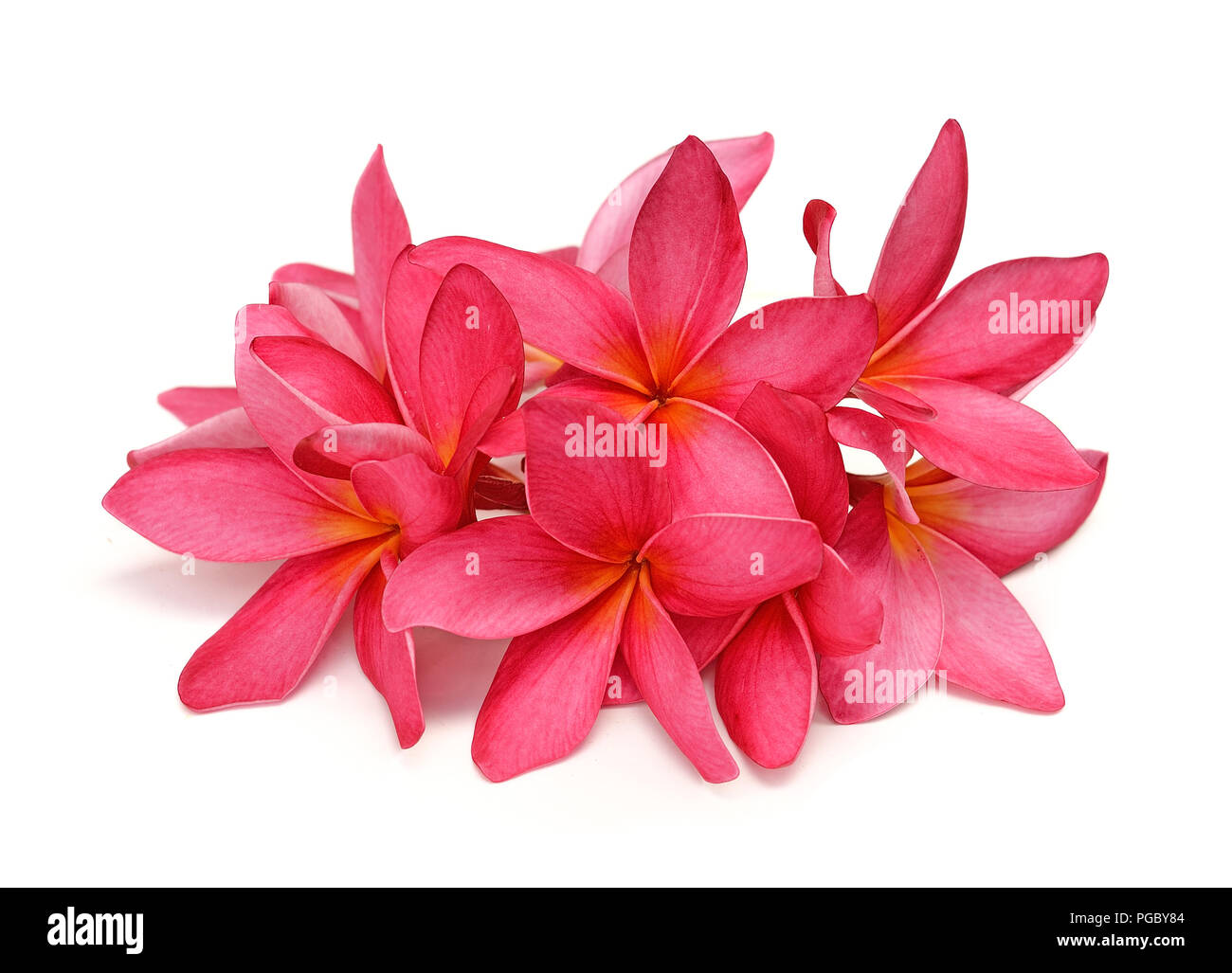 Tropical flowers frangipani (plumeria) isolated on white background ...