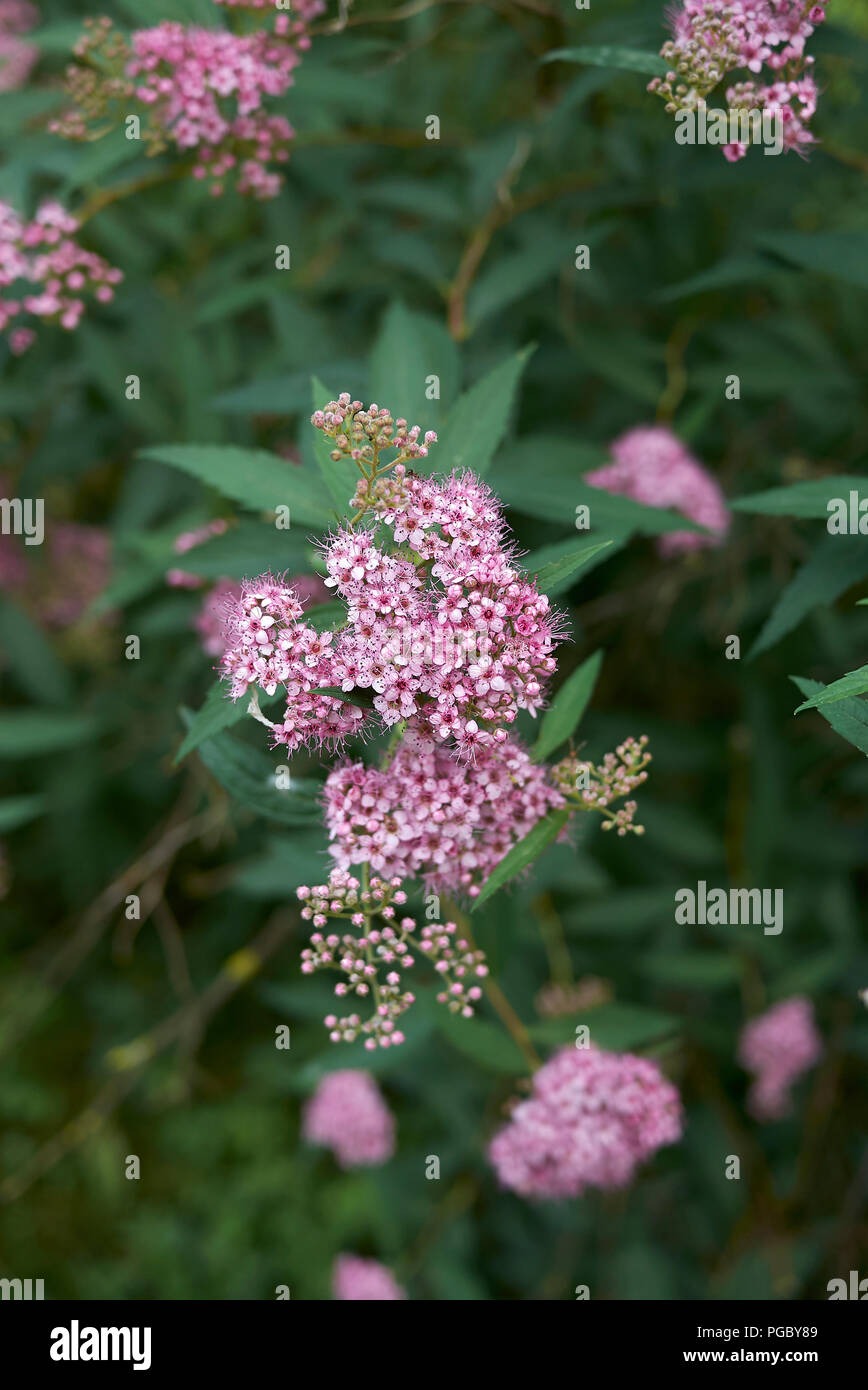 Spiraea japonica bumalda hi-res stock photography and images - Alamy