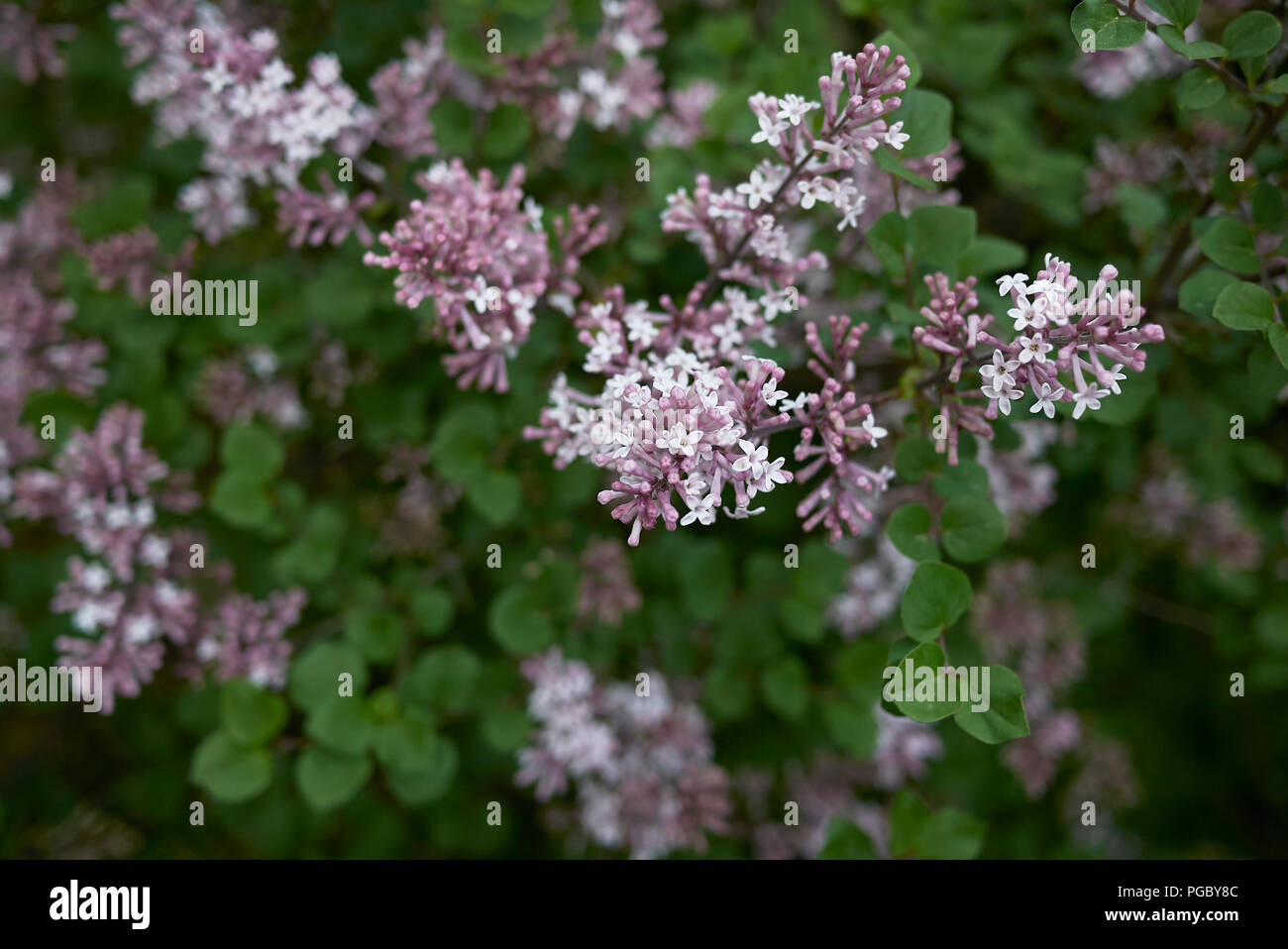 Syringa pubescens subsp Microphylla blooming Stock Photo - Alamy