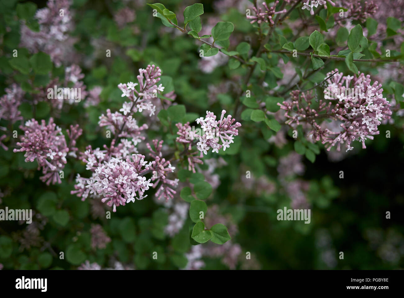 Syringa pubescens subsp Microphylla blooming Stock Photo - Alamy