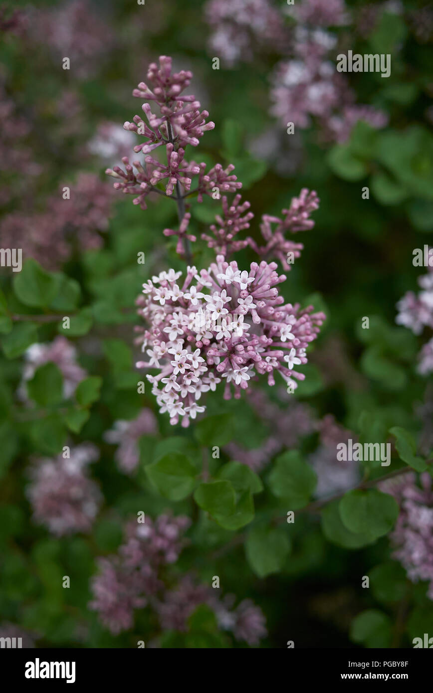 Syringa microphylla hi-res stock photography and images - Alamy