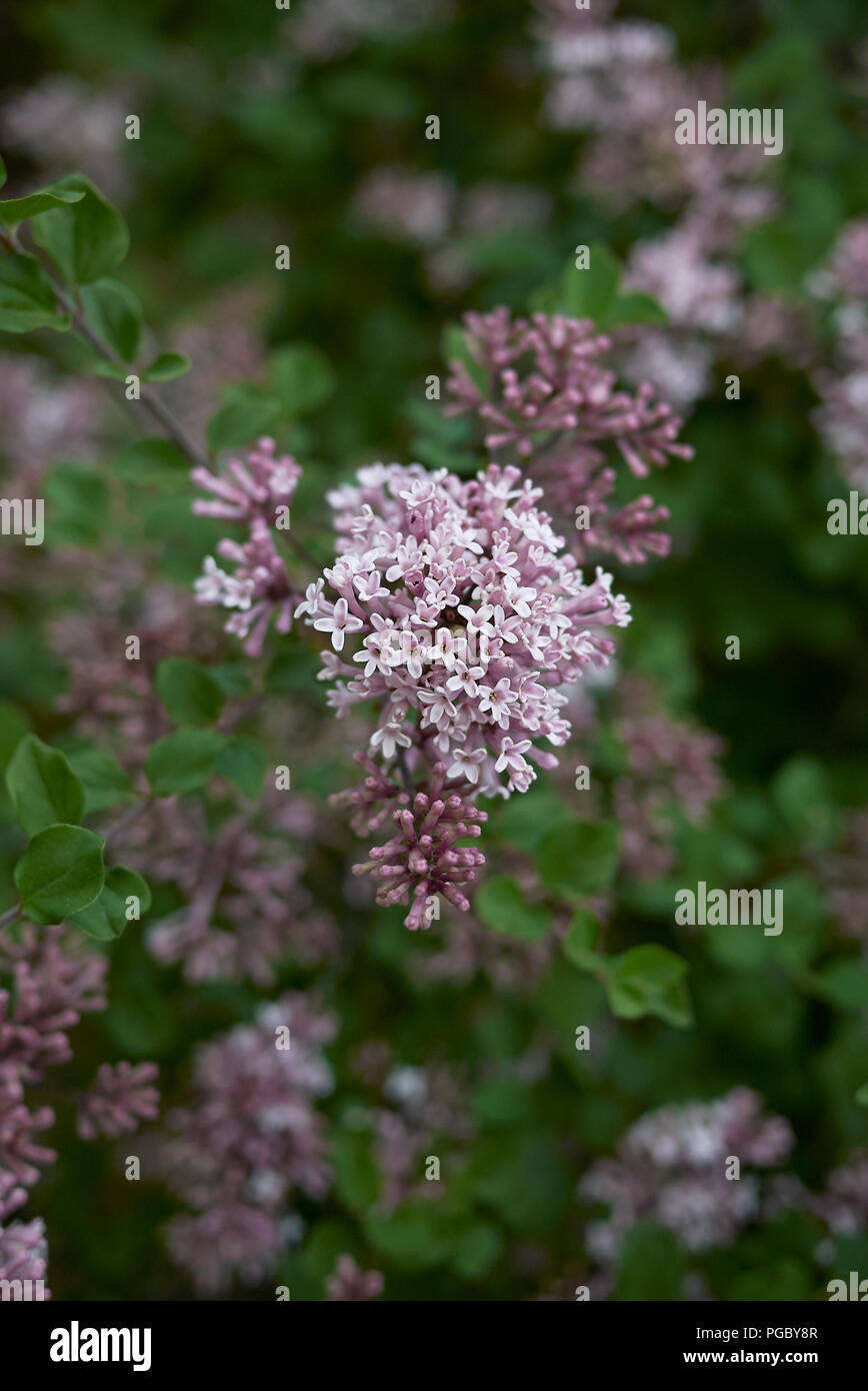 Syringa pubescens subsp Microphylla blooming Stock Photo - Alamy