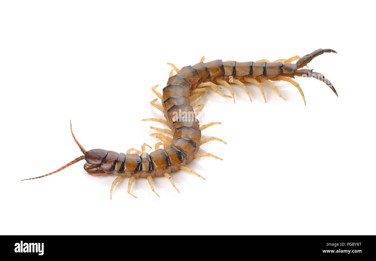 centipede on white background Stock Photo - Alamy