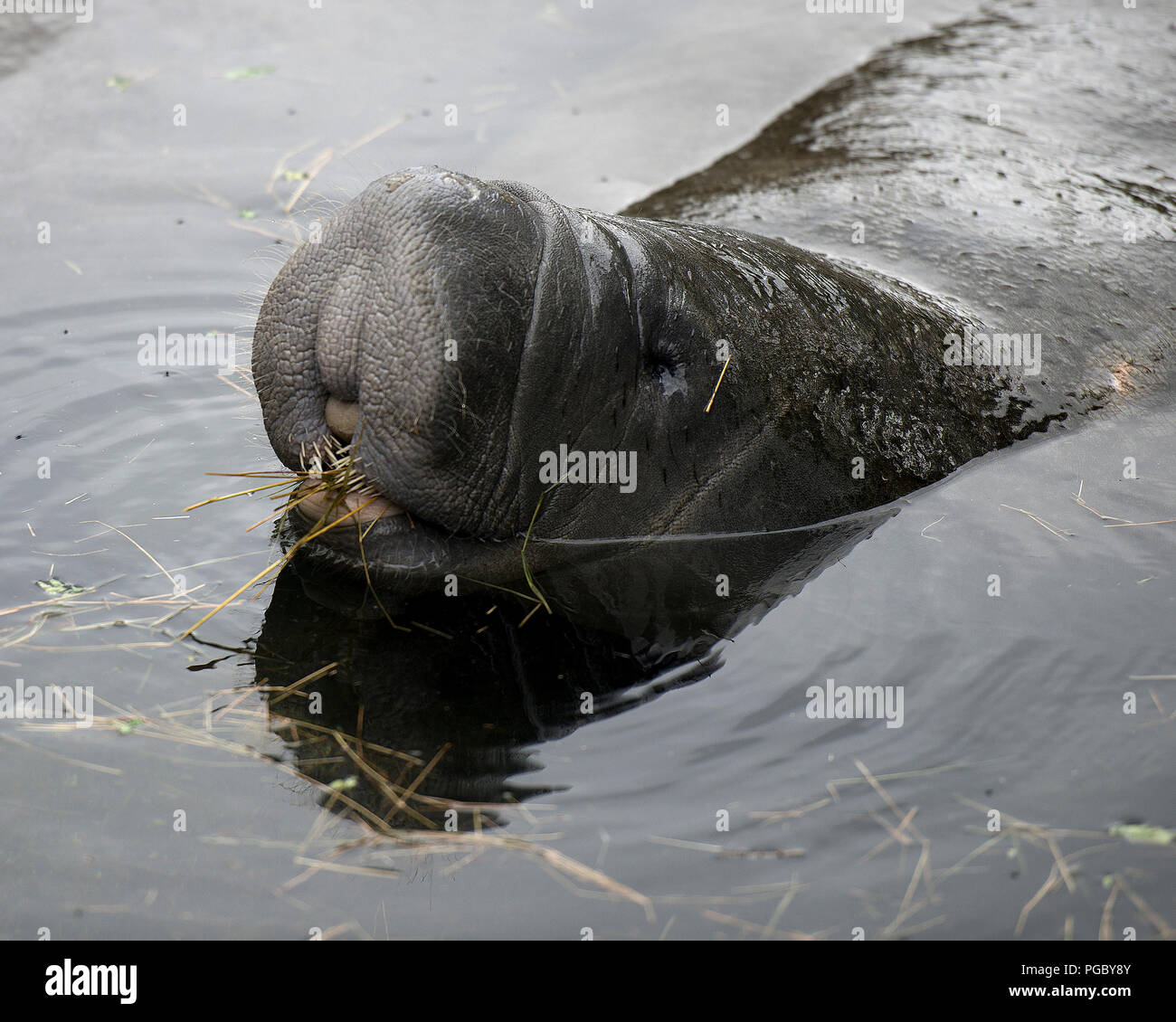 Manatee nose hi-res stock photography and images - Alamy