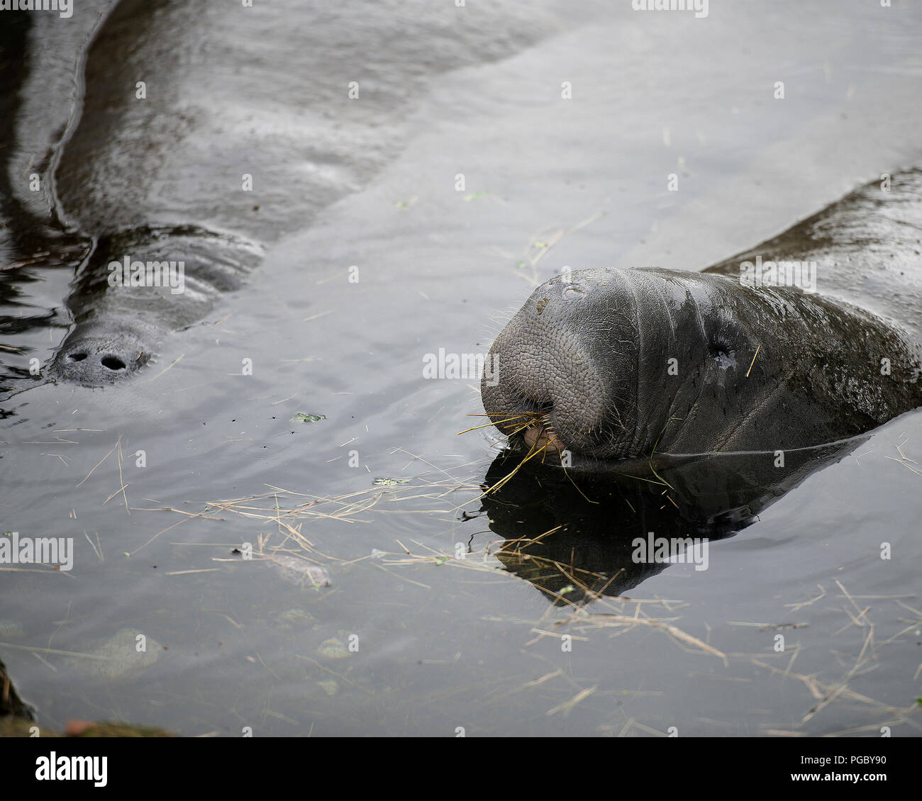 Manatee head close up in the water enjoying the warm outflow of water ...