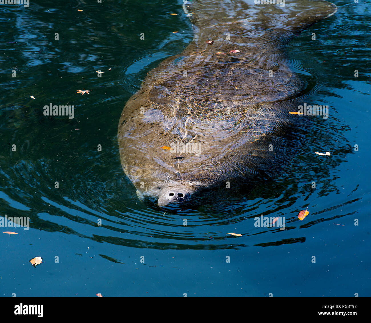 Manatee enjoying the warm outflow of water from Florida river Stock ...