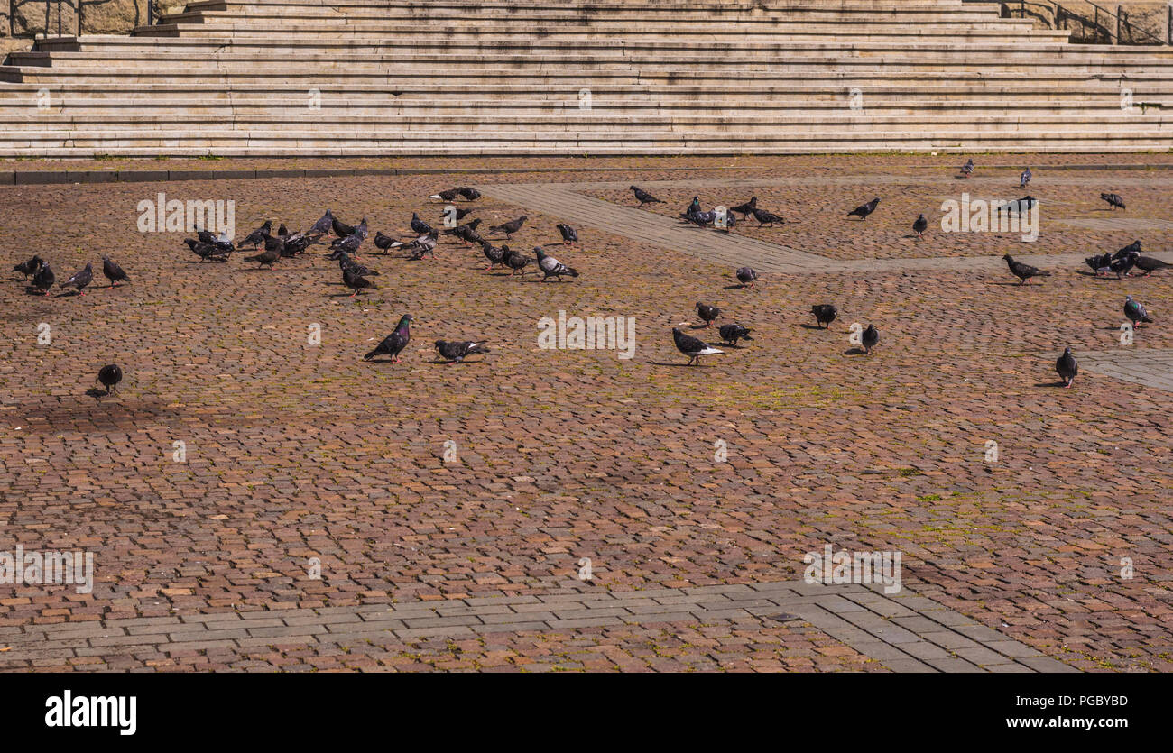 Pigeons square hi-res stock photography and images - Alamy