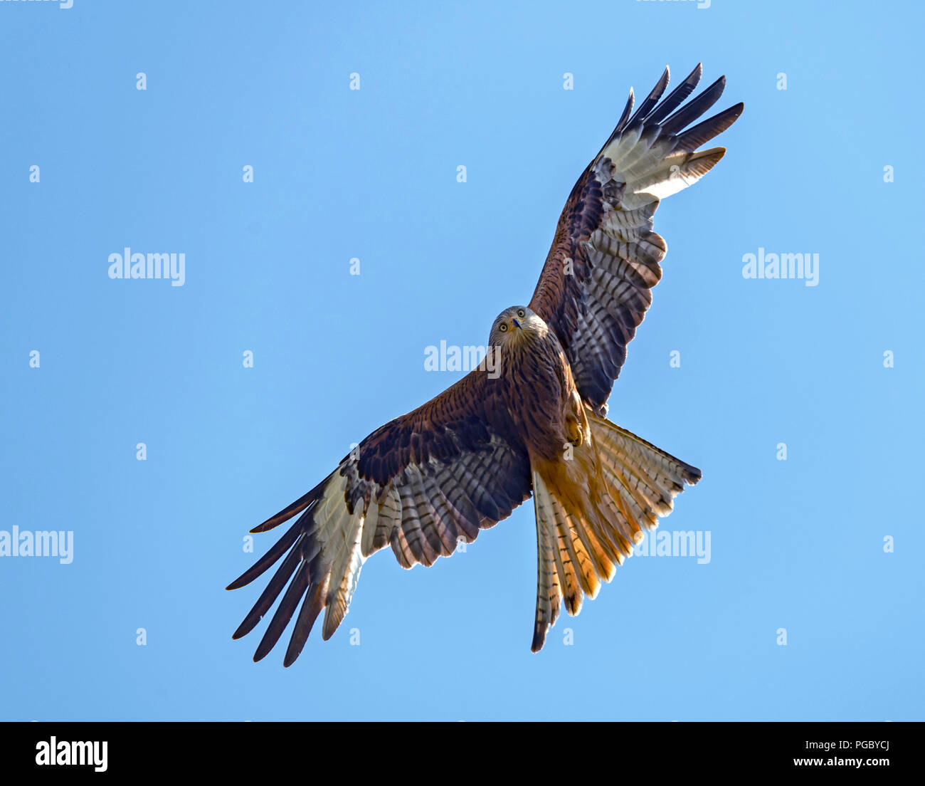 Field mice hi-res stock photography and images - Alamy