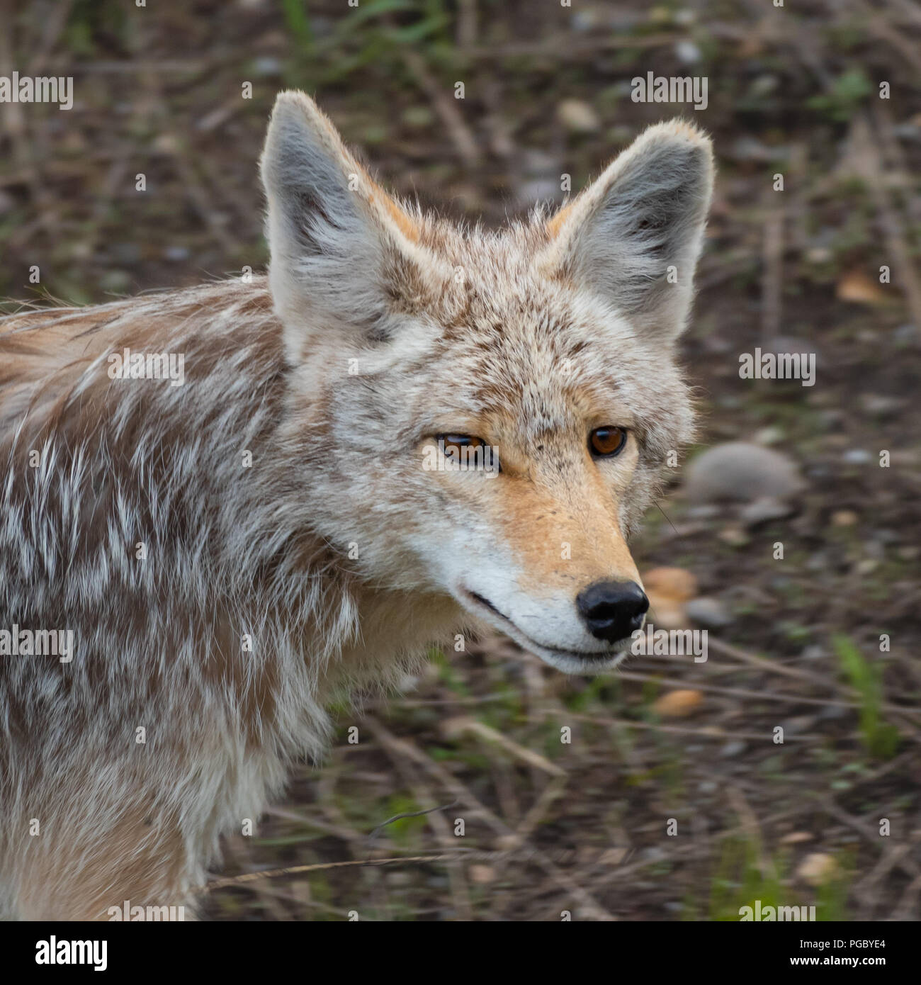 Coyote eating meat hi-res stock photography and images - Alamy