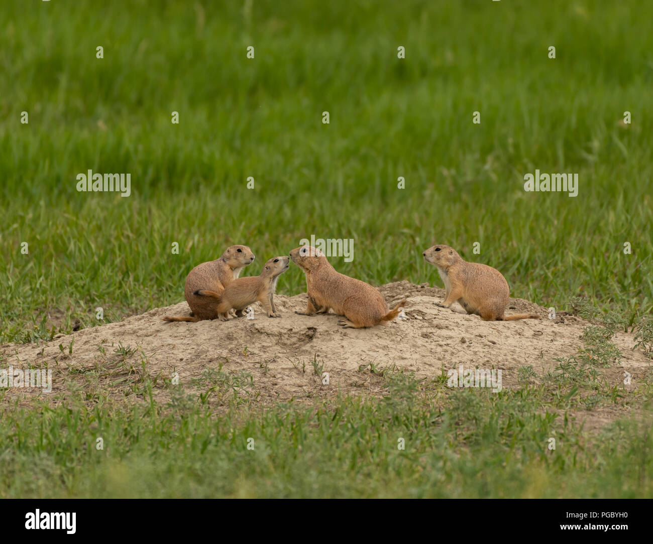 Family prairie dogs hi-res stock photography and images - Alamy