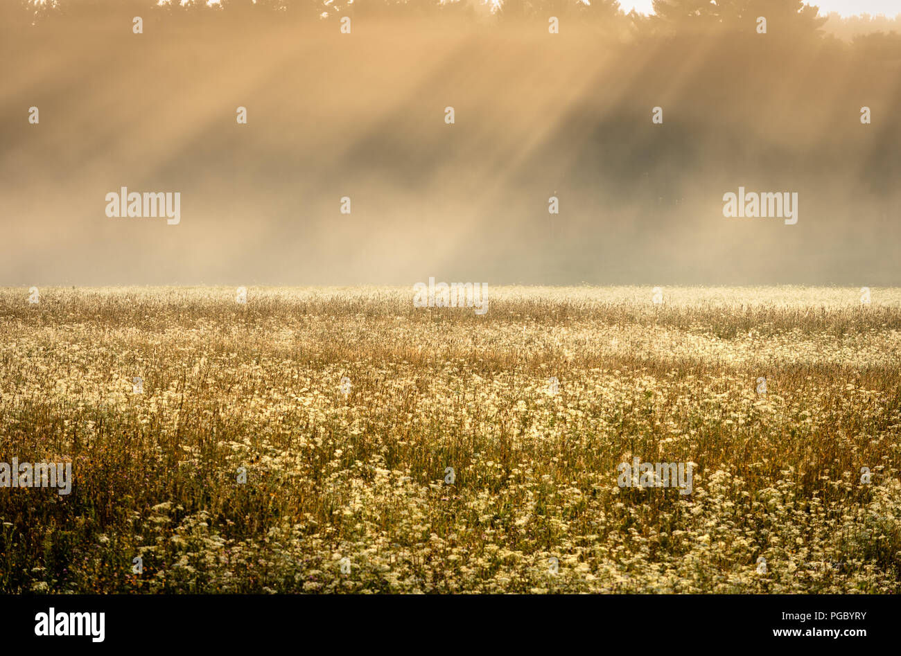 Morning Mist in Field Stock Photo - Alamy