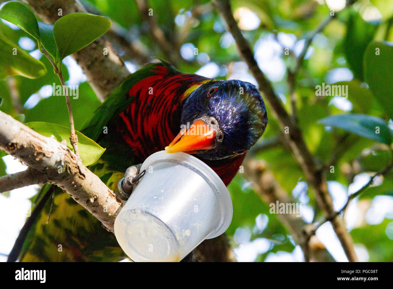 Parrot eating nectar hi-res stock photography and images - Alamy