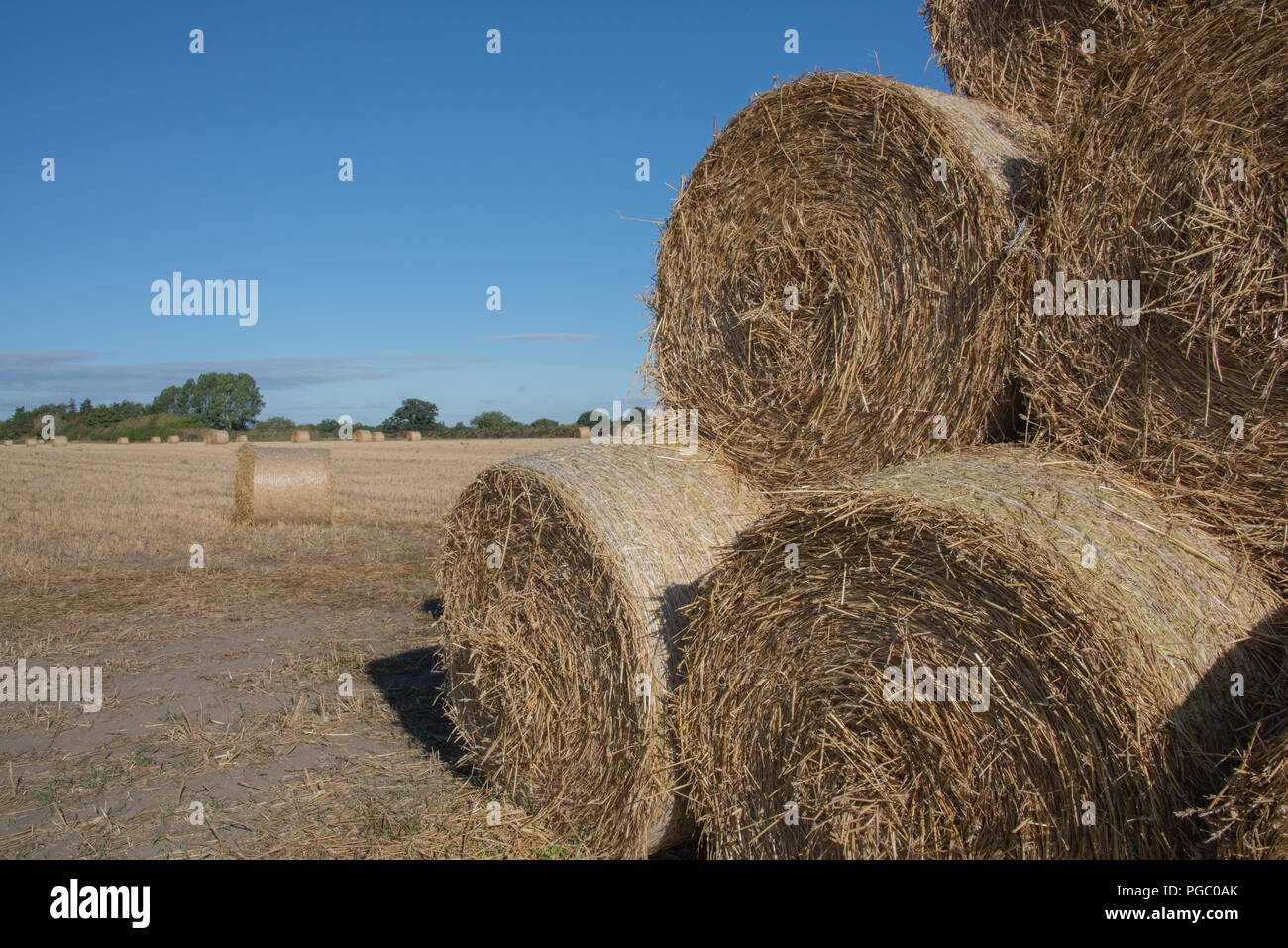 Large round hay bales stacked in the field drying in the sun after ...