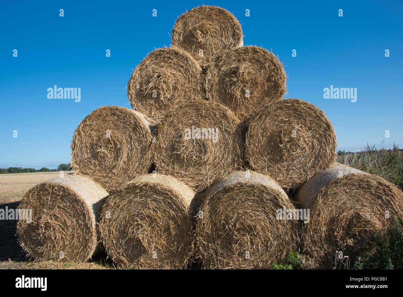 Large round hay bales stacked in the field drying in the sun under a ...